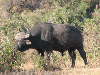 Inyala Hunting & Outfitting Safaris