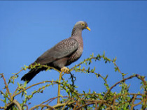 Inyala Hunting & Outfitting Safaris