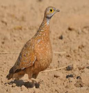 Inyala Hunting & Outfitting Safaris