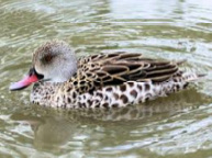 Inyala Hunting & Outfitting Safaris