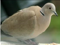 Inyala Hunting & Outfitting Safaris