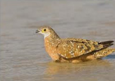 Inyala Hunting & Outfitting Safaris