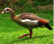 Inyala Hunting & Outfitting Safaris