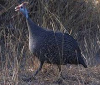 Inyala Hunting & Outfitting Safaris