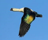 Inyala Hunting & Outfitting Safaris