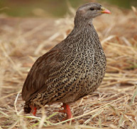 Inyala Hunting & Outfitting Safaris