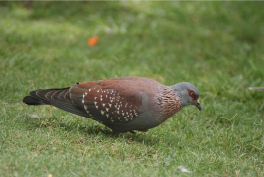 Inyala Hunting & Outfitting Safaris