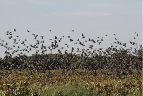 Inyala Hunting & Outfitting Safaris