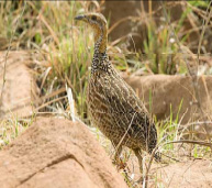 Inyala Hunting & Outfitting Safaris