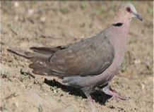 Inyala Hunting & Outfitting Safaris