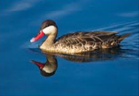 Inyala Hunting & Outfitting Safaris