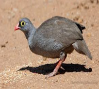 Inyala Hunting & Outfitting Safaris