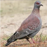 Inyala Hunting & Outfitting Safaris