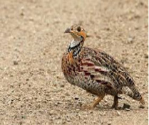 Inyala Hunting & Outfitting Safaris