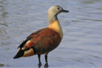 Inyala Hunting & Outfitting Safaris