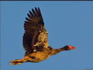 Inyala Hunting & Outfitting Safaris