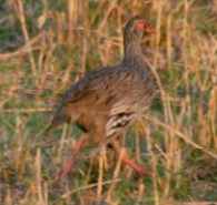 Inyala Hunting & Outfitting Safaris