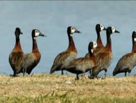 Inyala Hunting & Outfitting Safaris