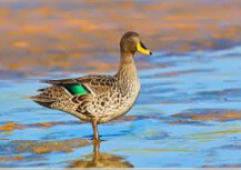 Inyala Hunting & Outfitting Safaris